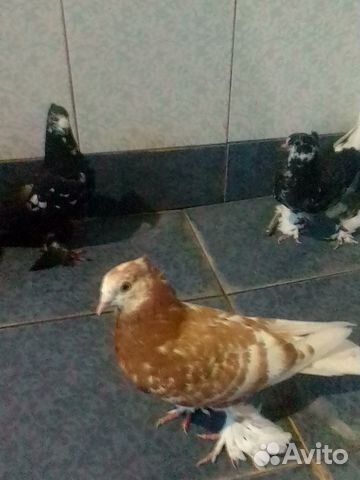 Продажа узбекских голубей