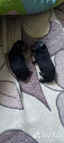 Той-терьер 7000