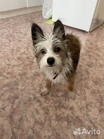 Маленькая собака