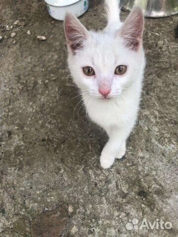 Белоснежка (2 месяца) ищет дом