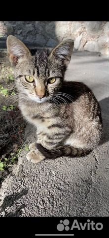 Котята в добрые руки мальчики