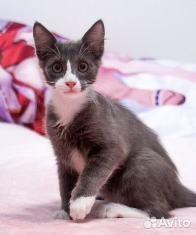 Милый котёнок Гришенька 3 месяца в дар