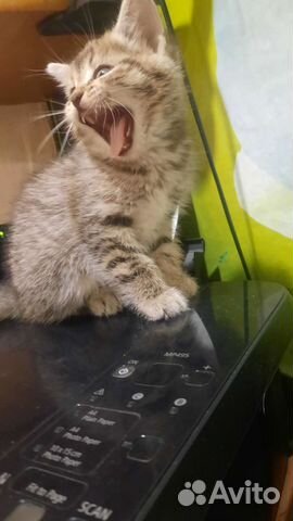 Кошка