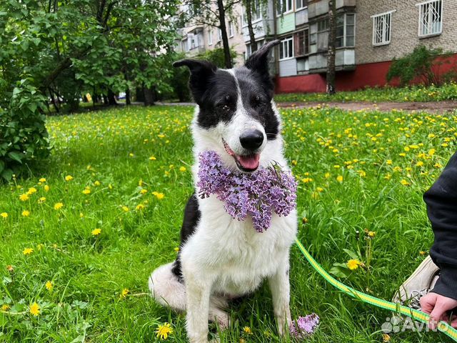 Добрая и славная Луша ждет любящих хозяев