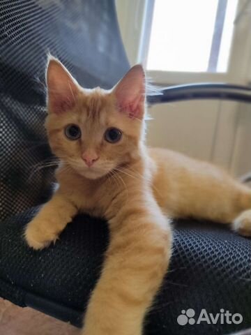 Рыжий котенок