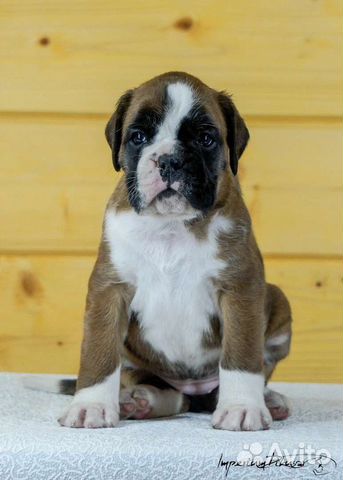 Настоящие боксеры