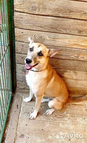 Молодая и ласковая Шейла ждёт семью