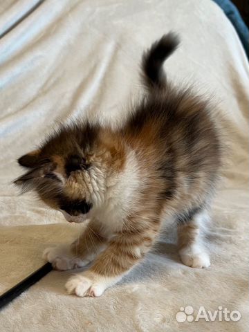 Котята в добрые руки бесплатно