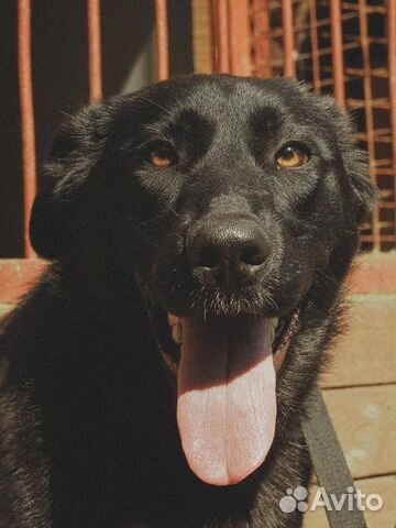 Молодые собаки Бриллианты приюта