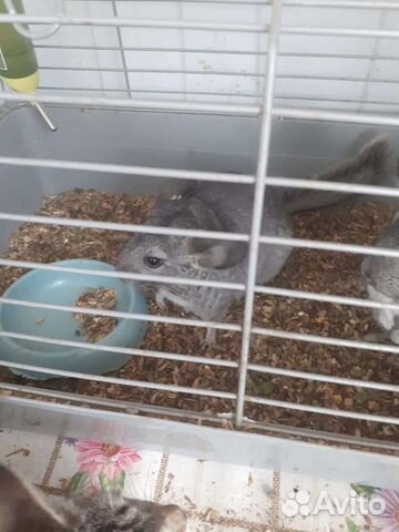 Шиншилла девочка)