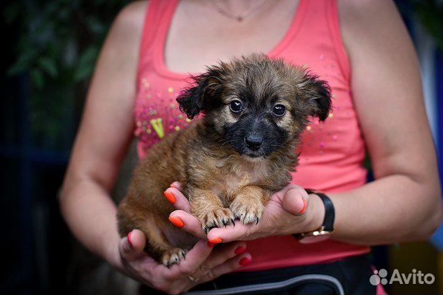 Малыш Элвис ищет дом