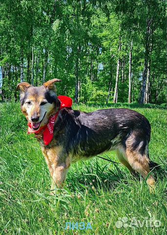 Трепетная нежная жевочка ищет дом