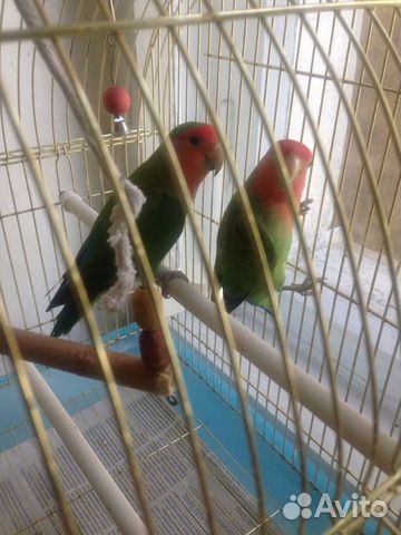 Продам попугаев-неразлучников