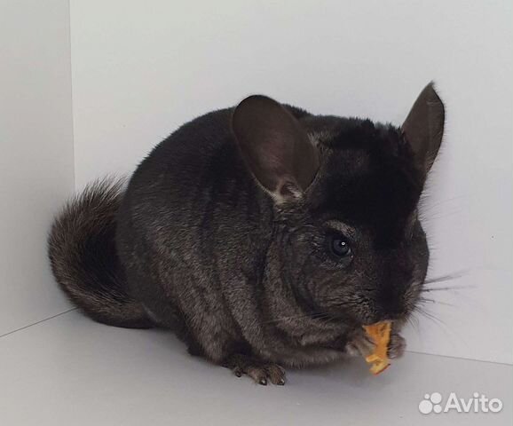 Шиншилленок эбони средний на нс нф 3 мес