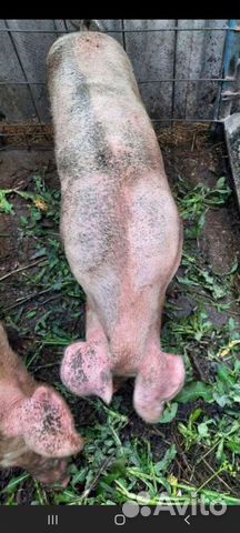 Хряк на племя