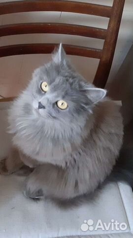 Красивая молодая кошечка