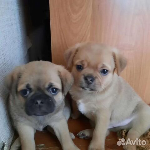 Щенки мопса бесплатно