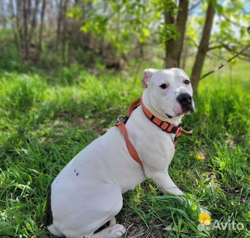 10 месячный питбуль ищет дом