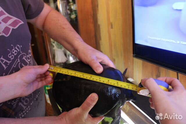 Свинорылая черепаха