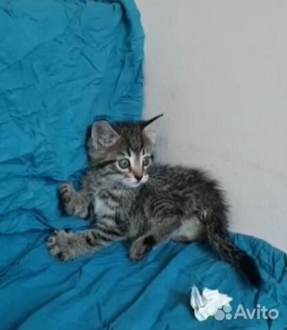 Котенок-девочка в добрые руки