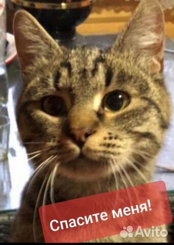 Очень красивого котенка бросают на безлюдной даче