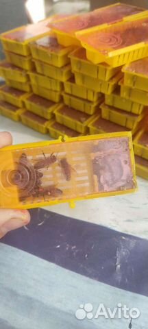 Пчеломатки