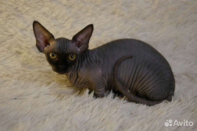 Канадский сфинкс,бамбино эксклюзив
