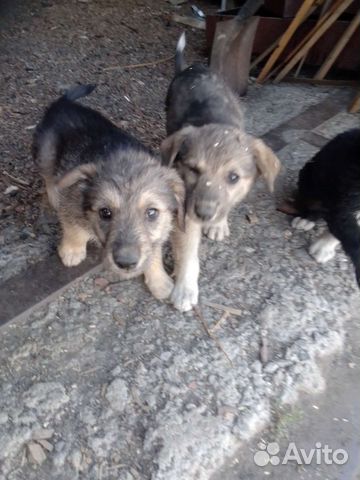 Щенок в добрые руки бесплатно