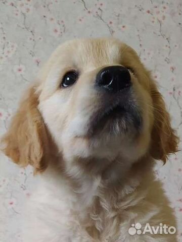 Кобель золотистого ретривера с документами