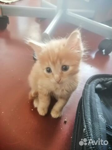 Котята черепахового окраса