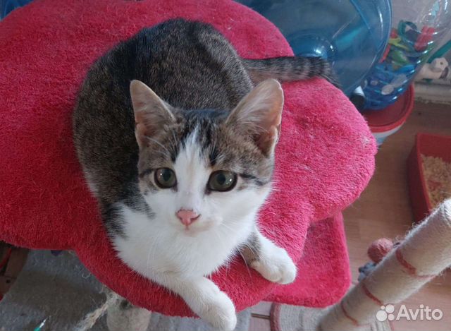 Котенок
