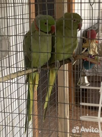 Ожереловый попугай