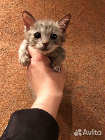 Котёнок девочка 2 мес окрас вискас
