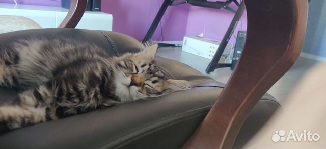 Сибирский котенок мальчик 3.5 месяца