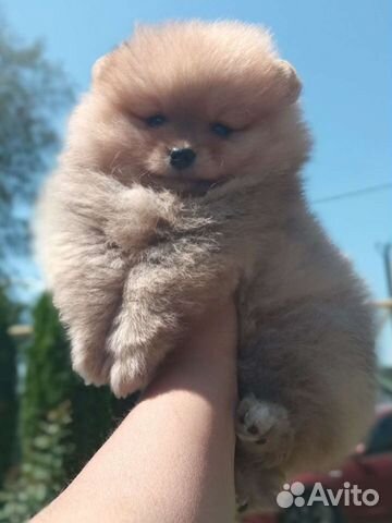 Померанский шпиц тип мишка мини