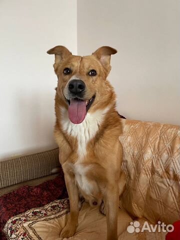 Ласковый пес Дик ищет дом