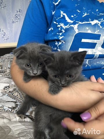 Котятки