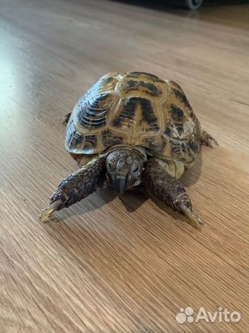 Черепаха сухопутная