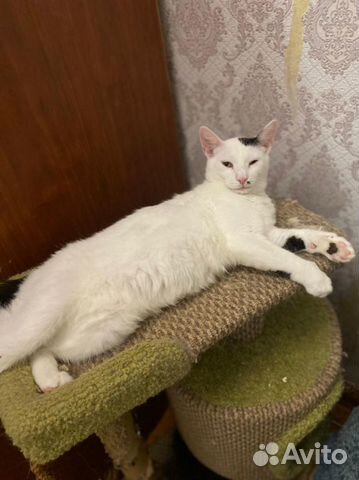 Котик бесплатно в добрые руки