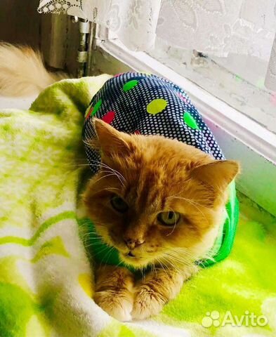 Кот Рыжик отдам в добрые руки. Доставка