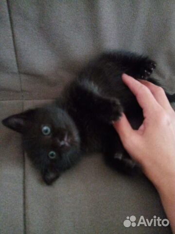 Черный котенок