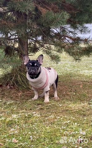Французский бульдог