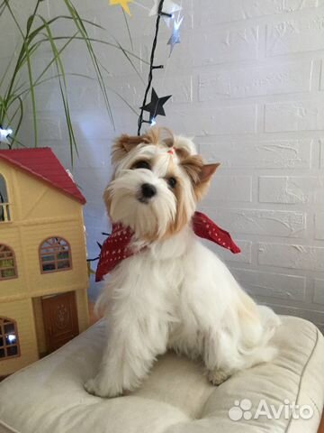 Бивер Голд даст (вязка)