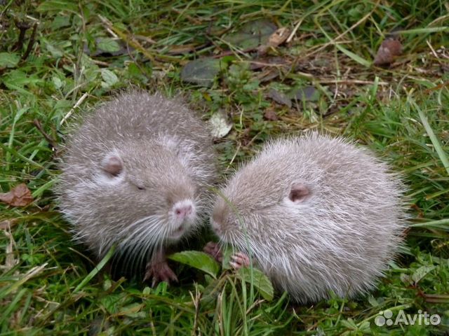 Продажа нутрий