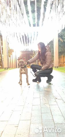 Стаффордширский терьер +клетка в подарок