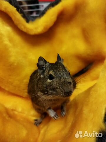 Чилийская белка дегу