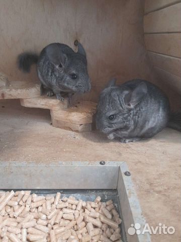 Шиншилла