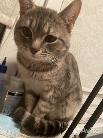 Котик помесь Британца Очень красивый