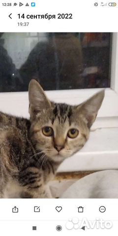 Котеночек Плюшка 4-4,5мес./есть разные котятки