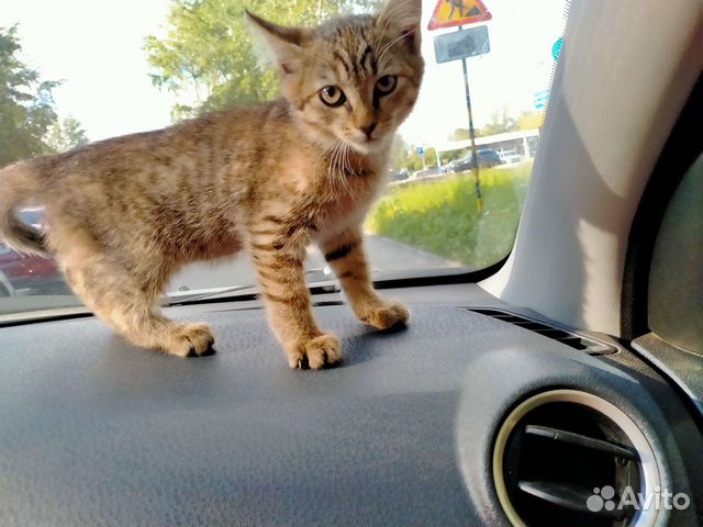 Домашние животные бесплатно кошки